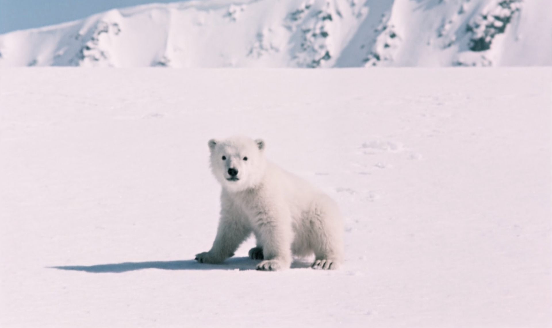 Случай на зимовке (1952)