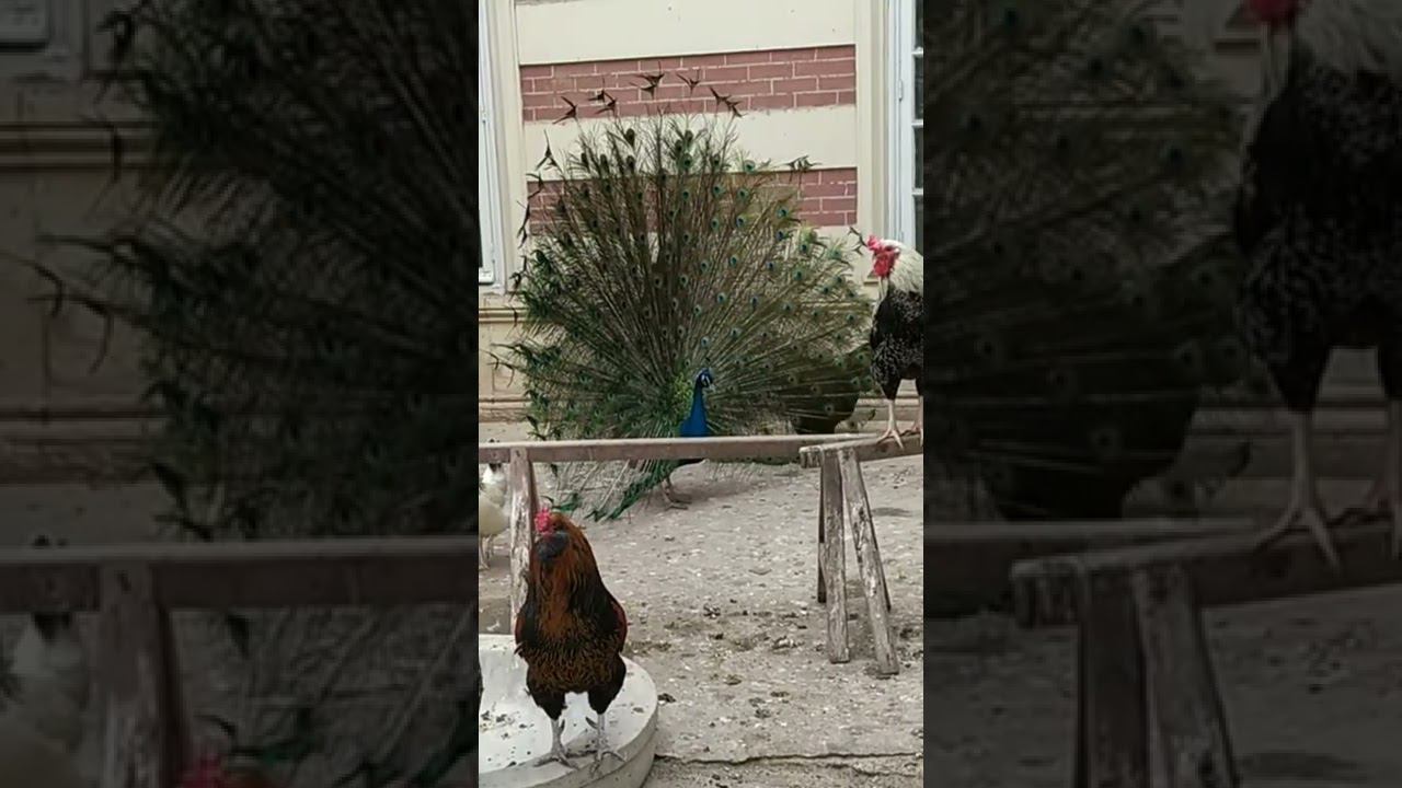 Стамбул 2022. Дворцовый зоопарк Долмабахче.