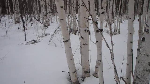 Ориентирование в кризисной ситуации. Березы зимой