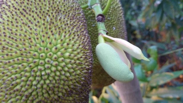 Джекфрут (лат. Artocarpus heterophyllus) в тропической оранжерее ботанического сада г. Орхус, Дания