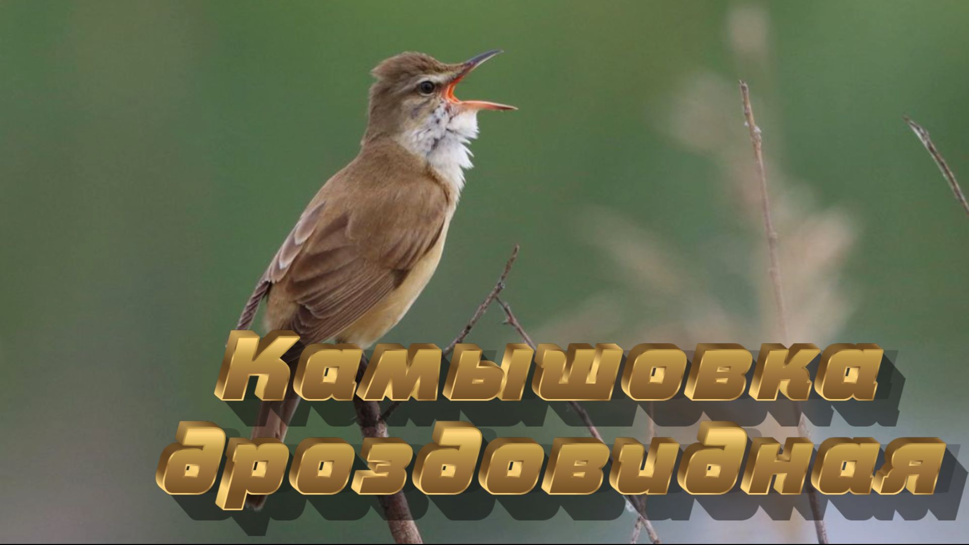 Камышовка дроздовидная  Thrush warbler