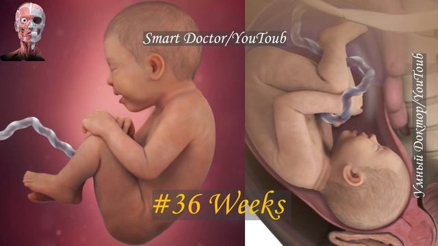 Third (3) trimester of pregnancy to delivery - (from 24 to 41) weeks (Childbirth). ????.mp4