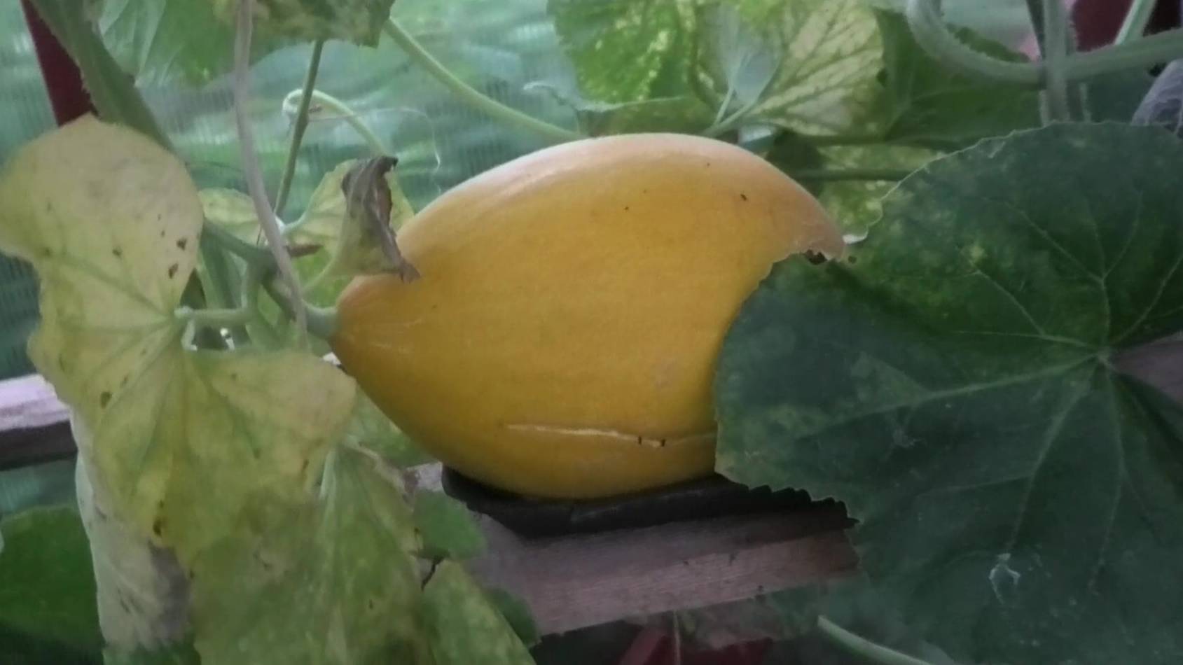 27-31 08 24г на даче .Что растет .