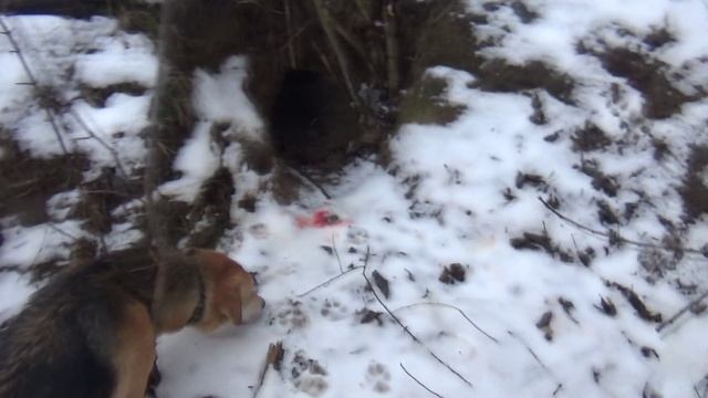 ОХОТА НА ЛИС. ПЕРВЫЙ ЛИС СЕЗОНА.mp4