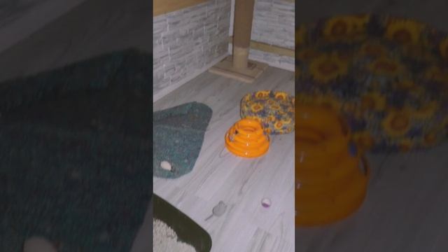Котятам уже скучно в своей комнате, пора исследовать дом? / питомник "Маскарадный вальс"
