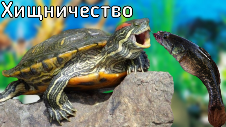 Хищничество красноухих черепах! + Кормление рыбой / ЧЕРИ TV