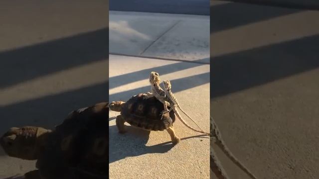 VID_20221218_205711_118.mp4