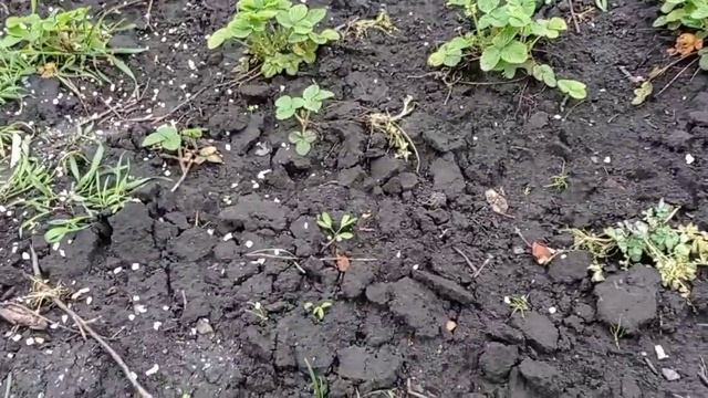 Нас залило... Мое болото...