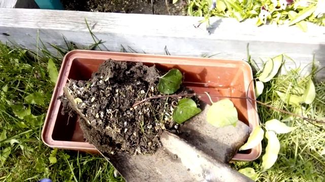 Посадка клематиса.mp4