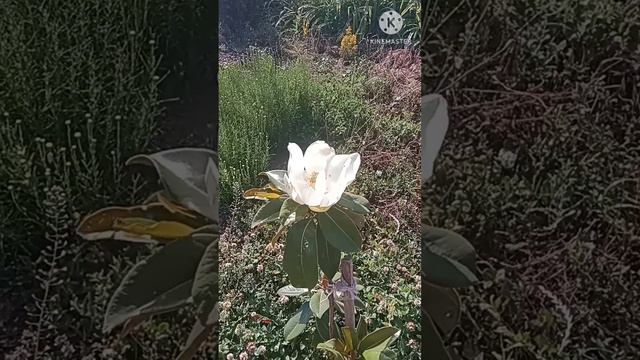 Магнолия гранд флора La Nant. Первый цветок.#Shorts