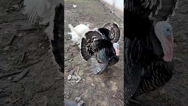 Смотрите до конца ???. See to the end ???