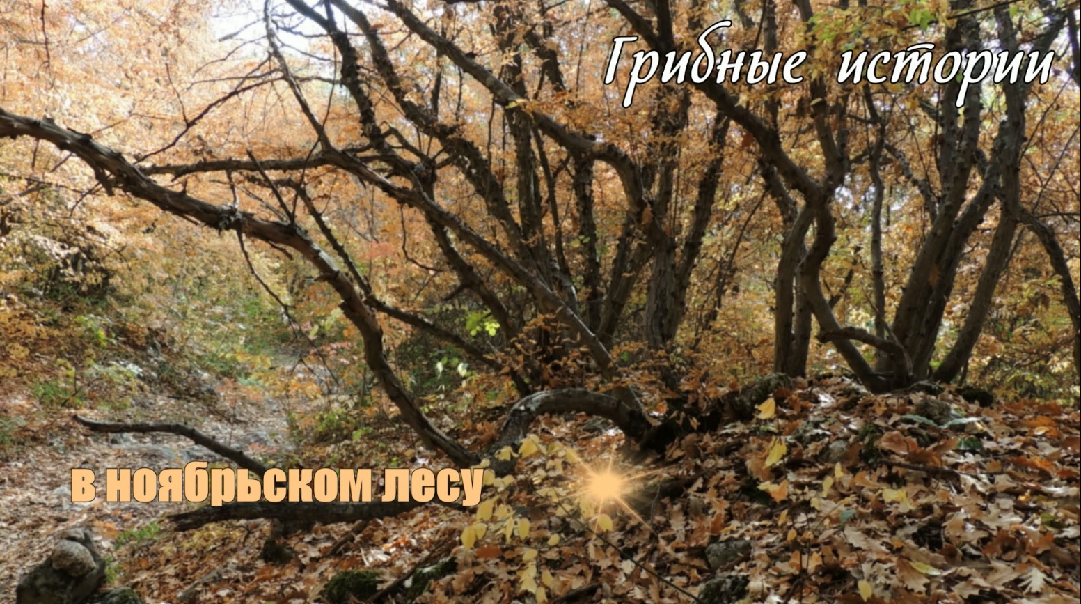 в ноябрьском лесу