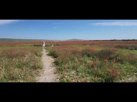 Целое поле МАКОВ! На трассе Таврида где то между Феодосией и Белогорском