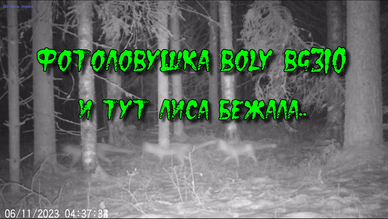 Фотоловушка BOLY BG-310. Эпизод 6. Лиса