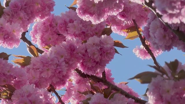 Лунные узлы. Телец- Скорпион