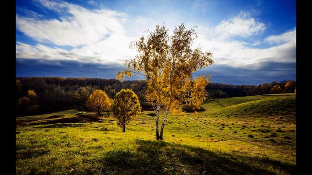 Русскую берёзу в поле обниму  автор и исполнитель Павел Беседин