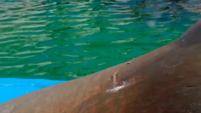 Вы когда-нибудь были в полуметре от огромного моржа?