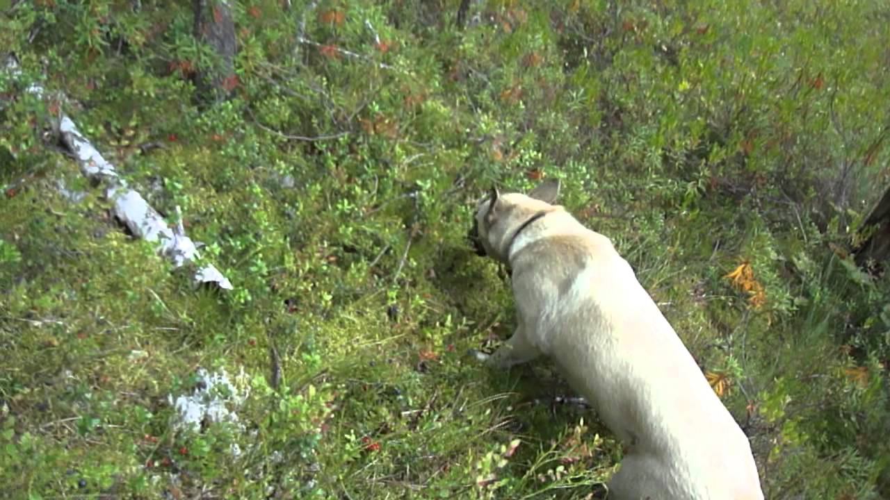 Мое измененное видео