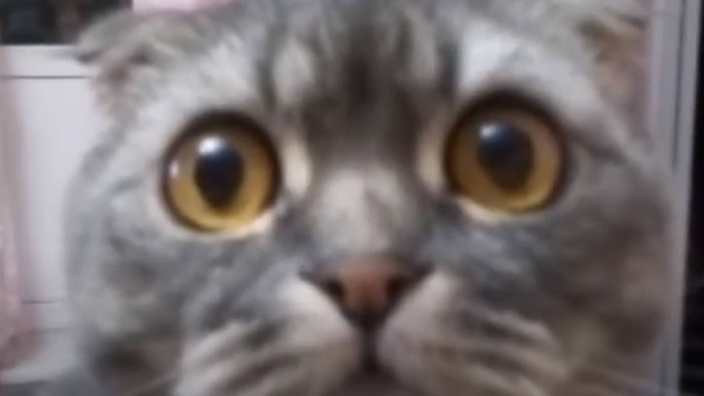 КОШАЧИЙ ФИТНЕС