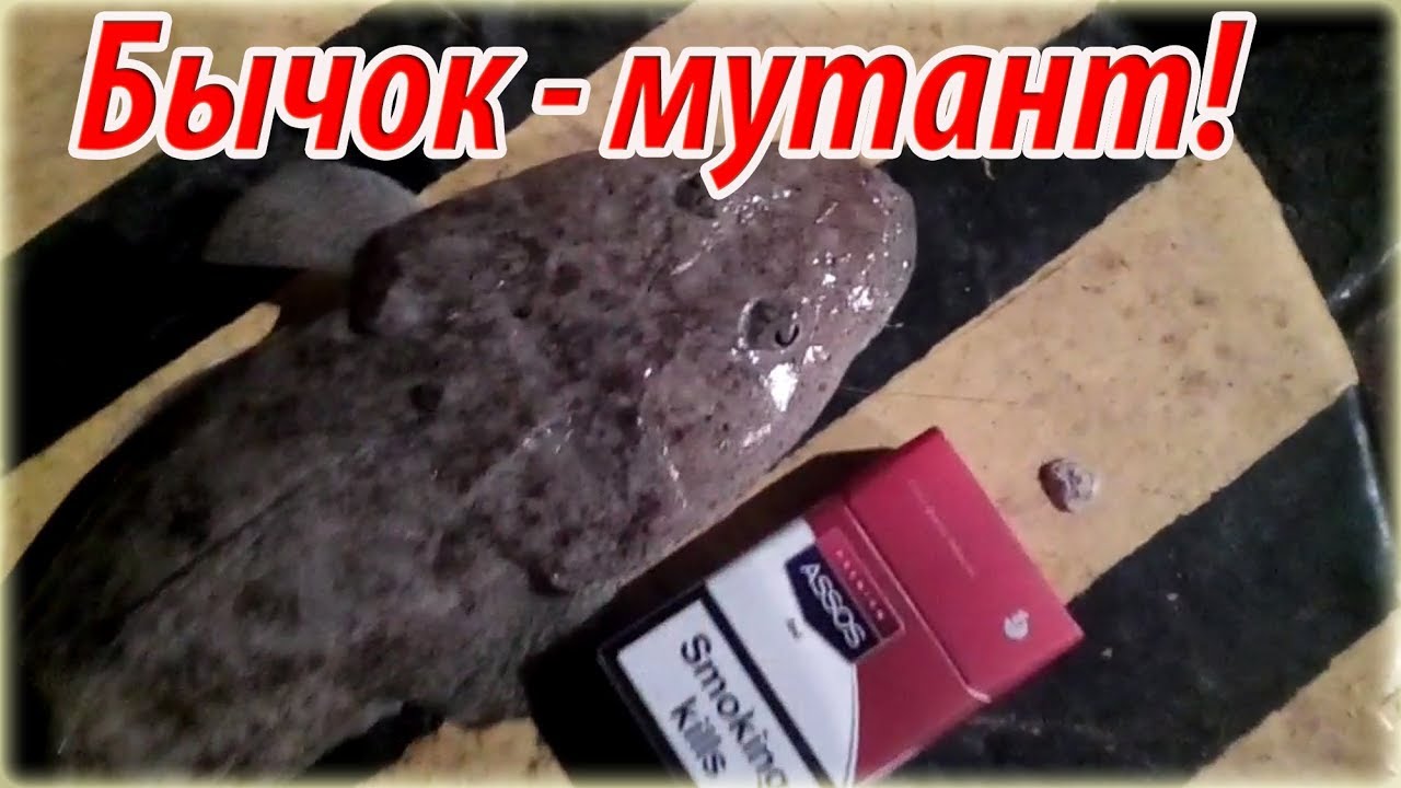 Поймали бычка мутанта на рейде возле Абу Даби