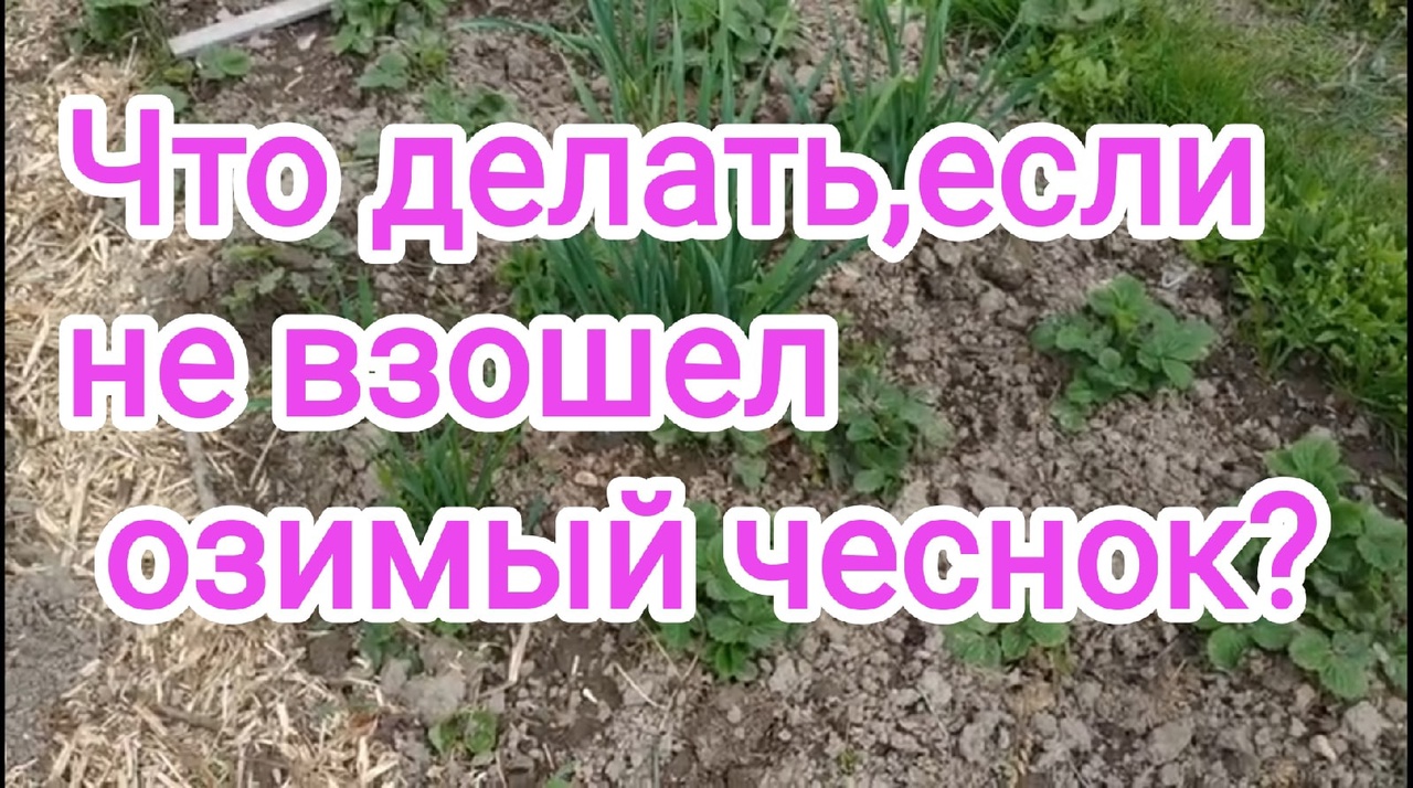 Что делать,если чеснок не взошел весной?