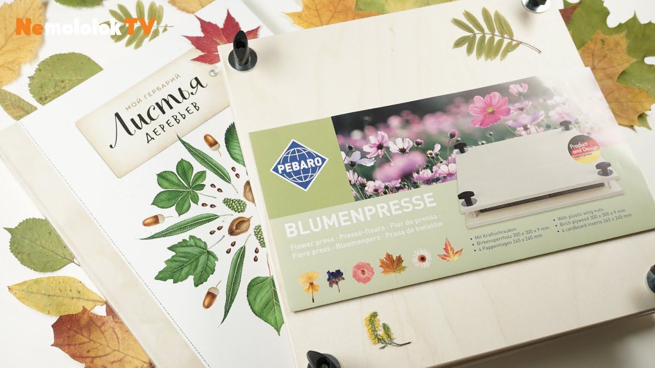 Как засушить гербарий?