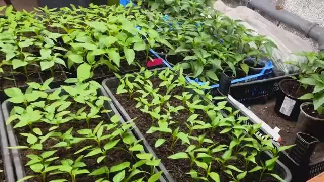 Обзор теплиц на 12 апреля 2021г