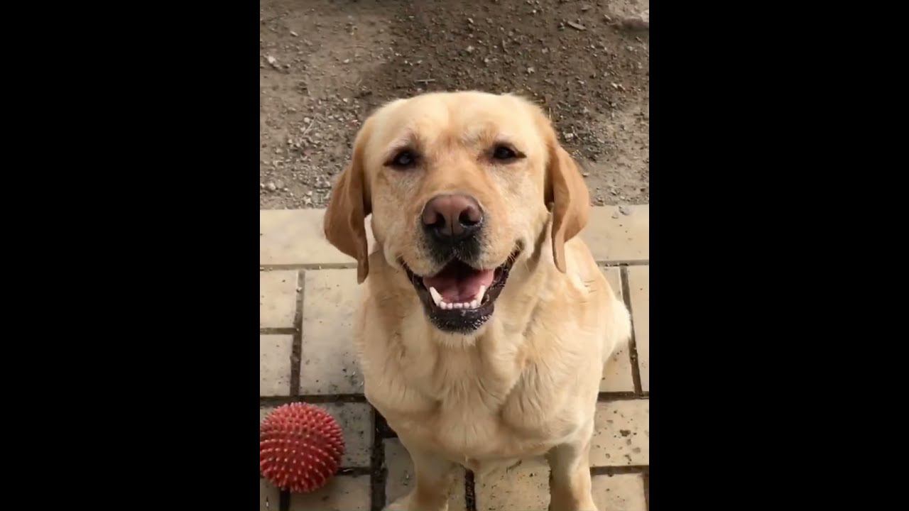 лабрадоры: Тесоро Руссо Голден Стар и Shatskikh`s dogs Харита.