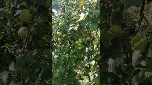 Огромный урожай яблок в этом году !#shorts