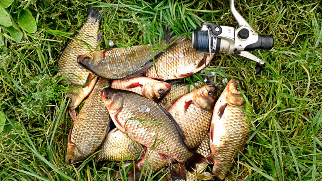 Уловистая насадка для мирной рыбы.