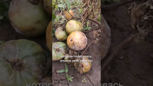 Фитофтора в открытом грунте не щадит ни кого