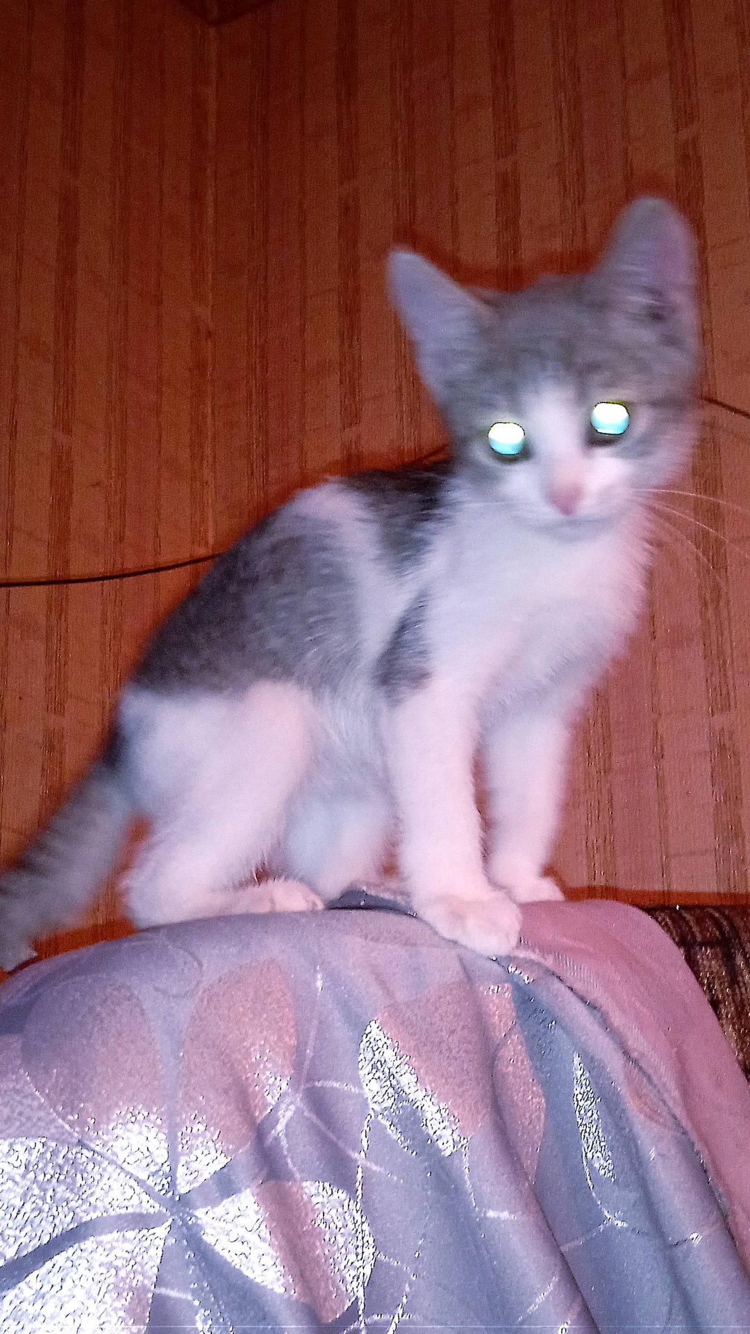 #котик Надо узнать мне. что я за птица