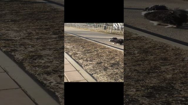 Прогулки со Шваброй. Трудно в ученьи