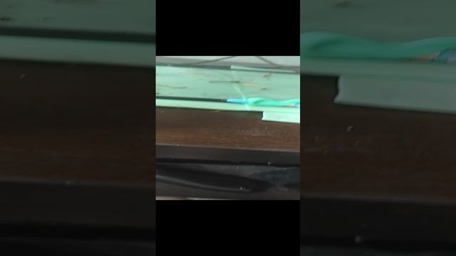 что-то много богомолов