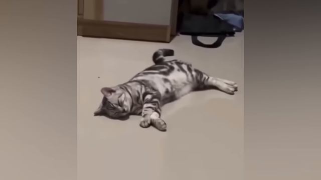 Смешные и милые кошки и собаки 😺🐶 | Самые очаровательные моменты 2024