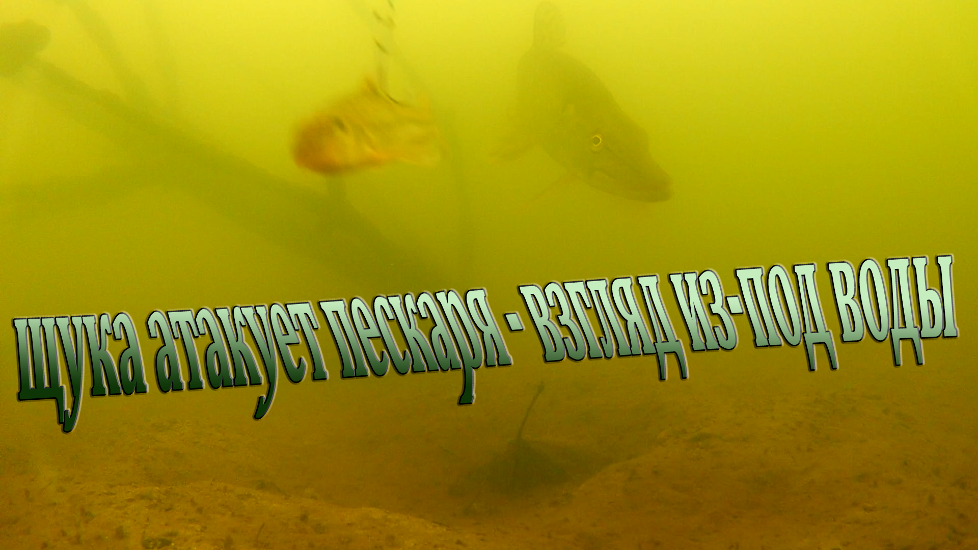 Щука атакует пескаря! Съемка подводной камерой!
