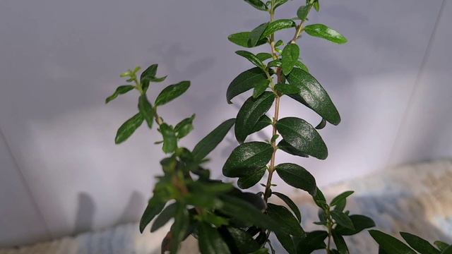 Розовеющий новый