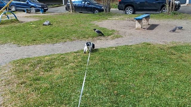 Эва и ворона.