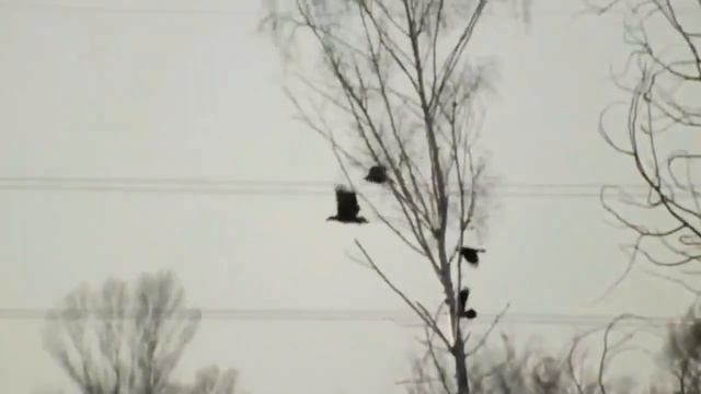 ВОроны атакуют орла, пытаются клюнуть