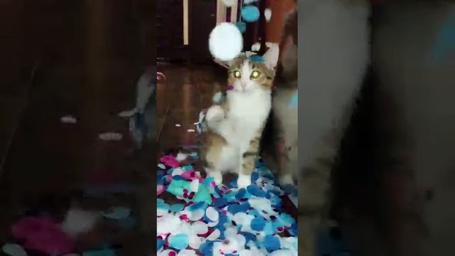 НАКА?ПИФ- ПАФ