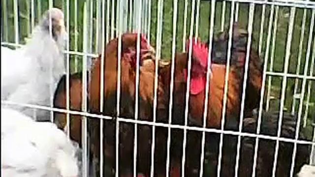 Выставка-ярмарка голубей, проч. птицы и животных 04.11.2017 (Кривой Рог, парк имени Артёма) Часть 2