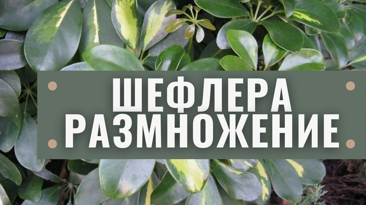РАЗМНОЖЕНИЕ ШЕФЛЕРЫ с помощью листа/черенка