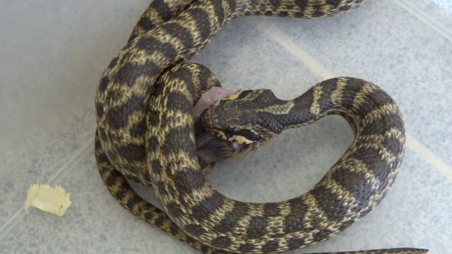 Полоз палласов обедает