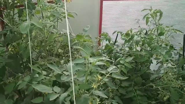 Сезон помидоров в разгаре!