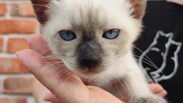 Знакомство с котятами. Идеальный Друг Сапфир Меколь