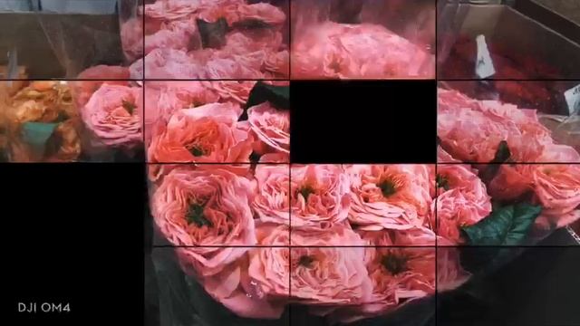 Пионовидная роза Лондон Ай (London Eye) ярко-розового цвета. Оригинальные букеты из роз