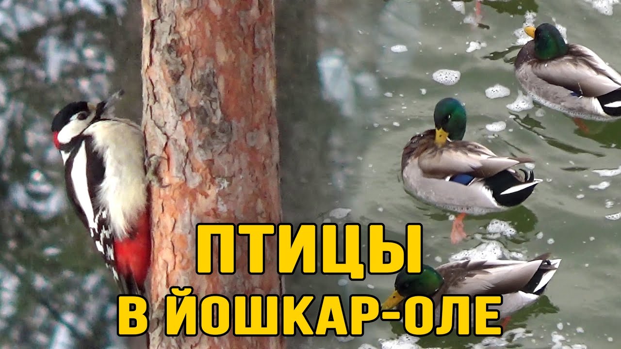 Птицы в Йошкар-Оле | Республика Марий Эл