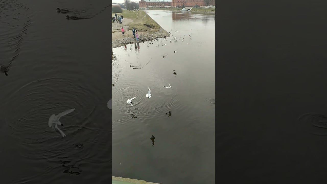 Санкт- Петербург радует теплом не только людей. У Петропавловской крепости 31 марта 2024.