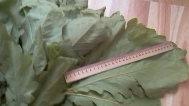 Банный дубовый веник ДЕНТАТА от Земли Дальневостояного Леопарда доставкой по России