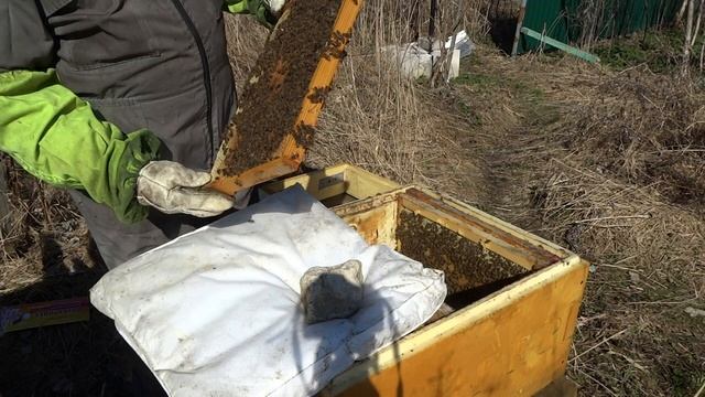 Обилие напрыска и свежей пыльцы во всех семьях. Весенняя ревизия пчелосемей 18.04.2021г